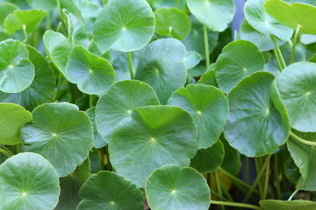 Health Benefits of Centella Asiatica - Sharique Skincare